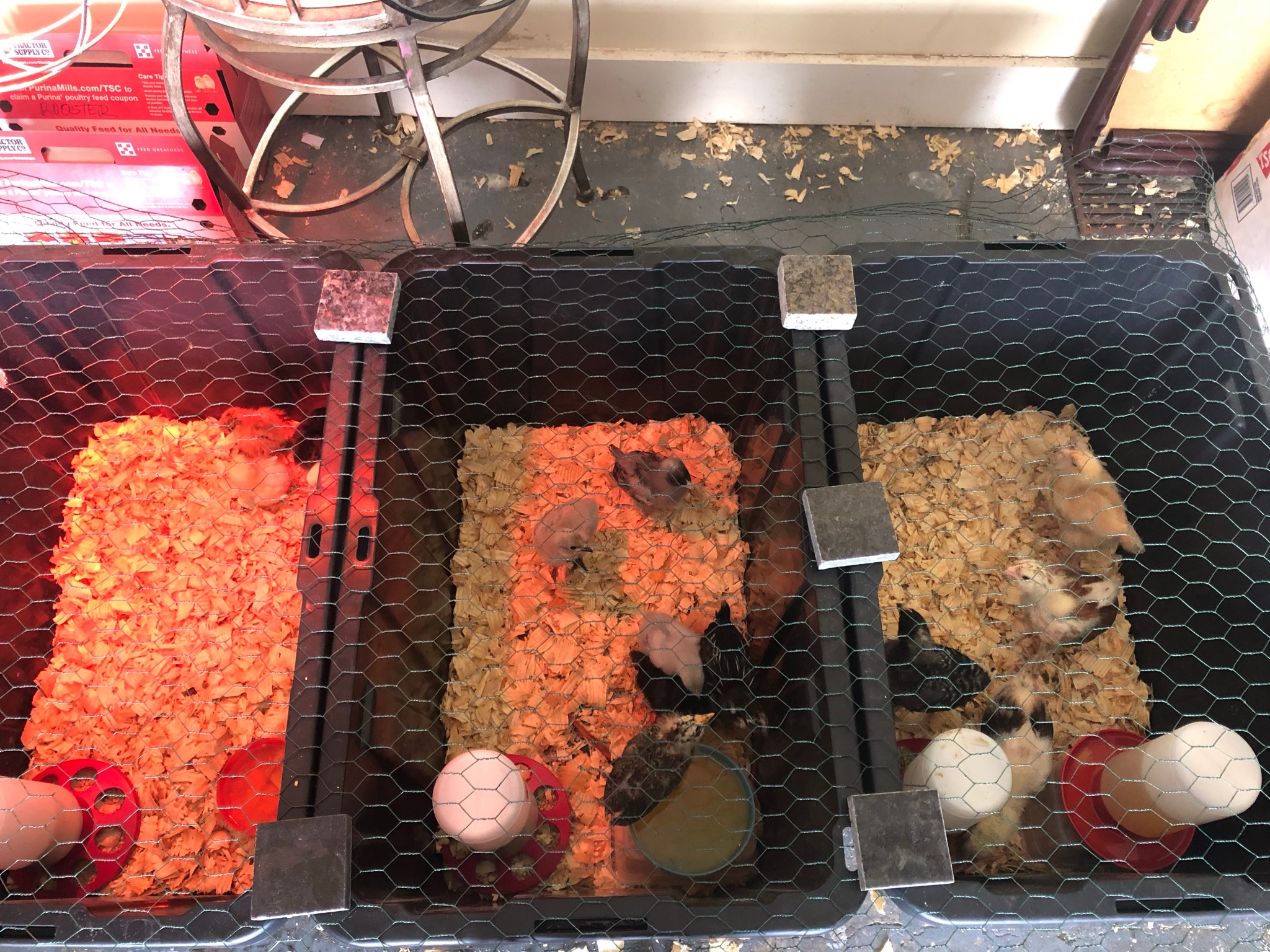 Chickens are the gateway farm animal. | Blessed Roots Farmstead