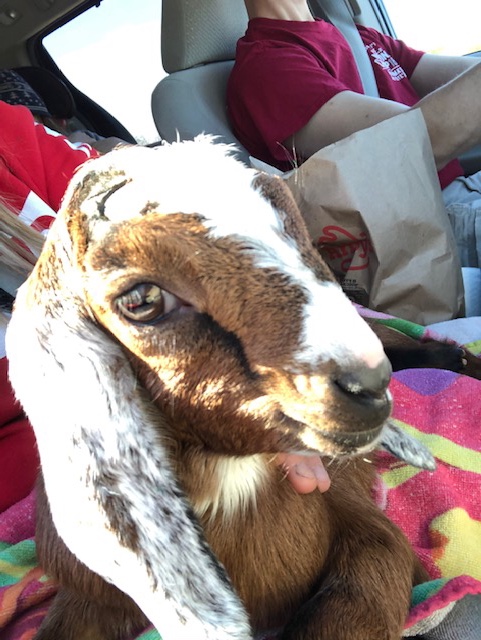 “Her Name was ‘Lola.’ She was a Show Goat.“ | Blessed Roots Farmstead